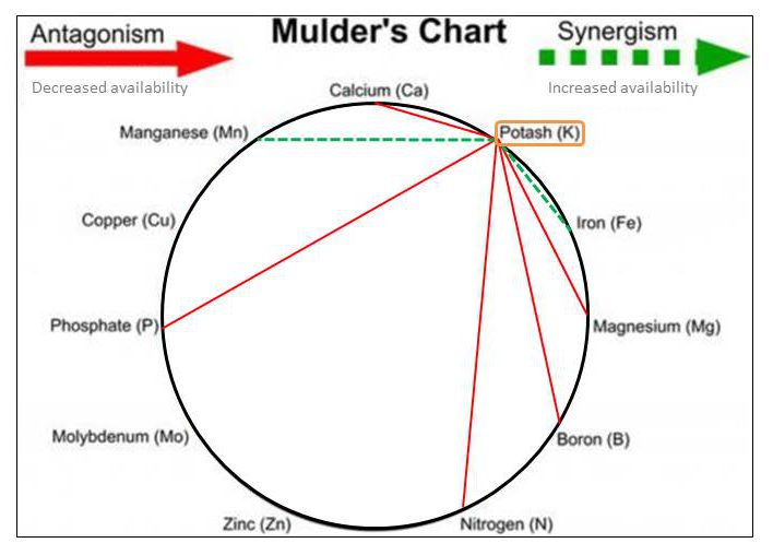 Nutrient Deficiency Refresher – ONfloriculture
