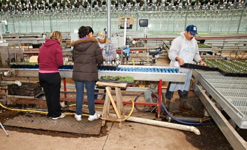 potting line – ONfloriculture