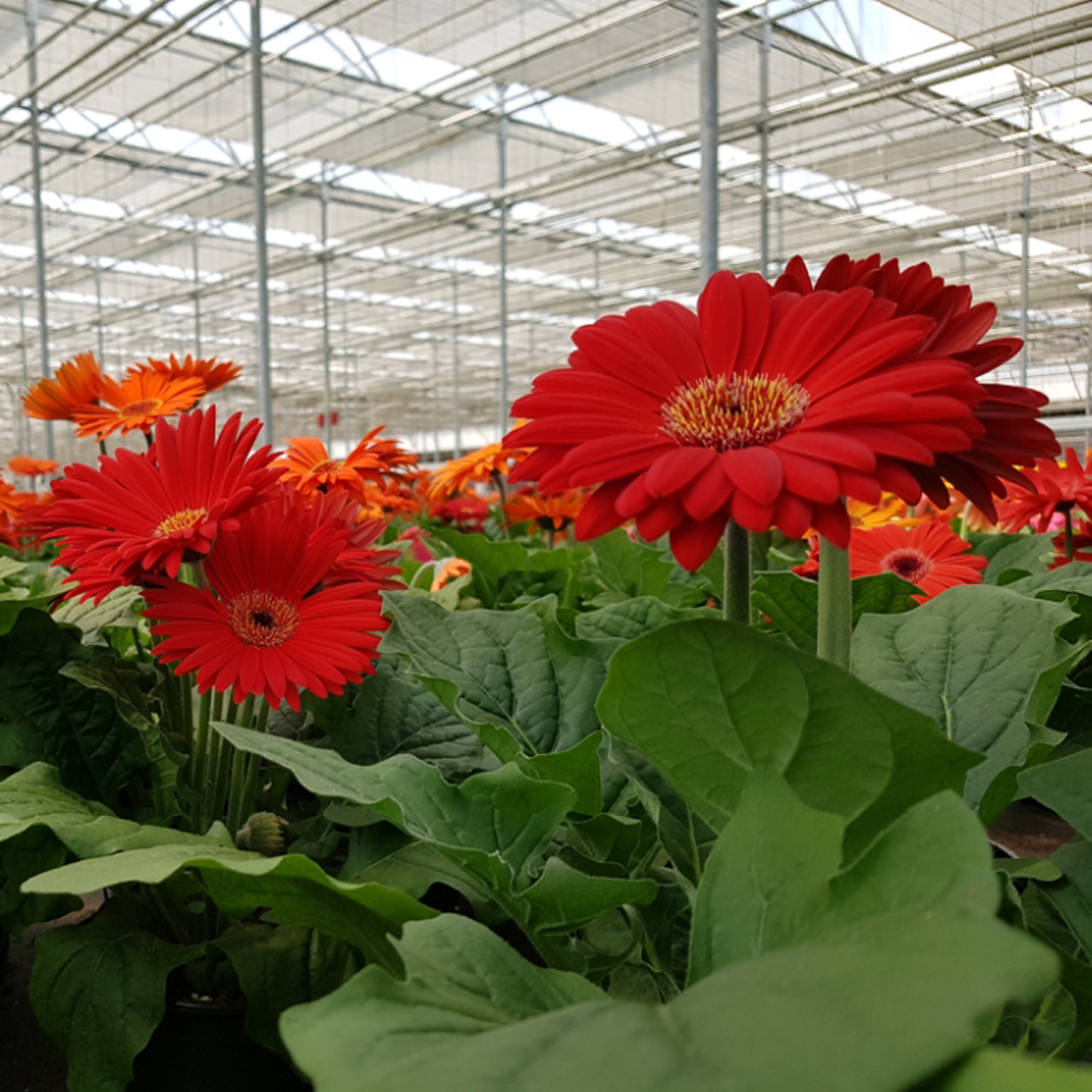 Potted Gerbera – ONfloriculture