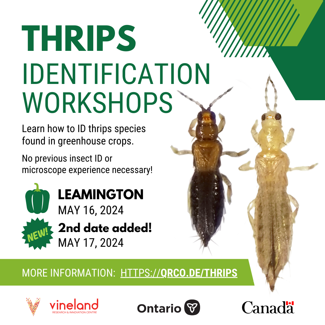 Thrips-Identification-ad-new-date-added – ONfloriculture